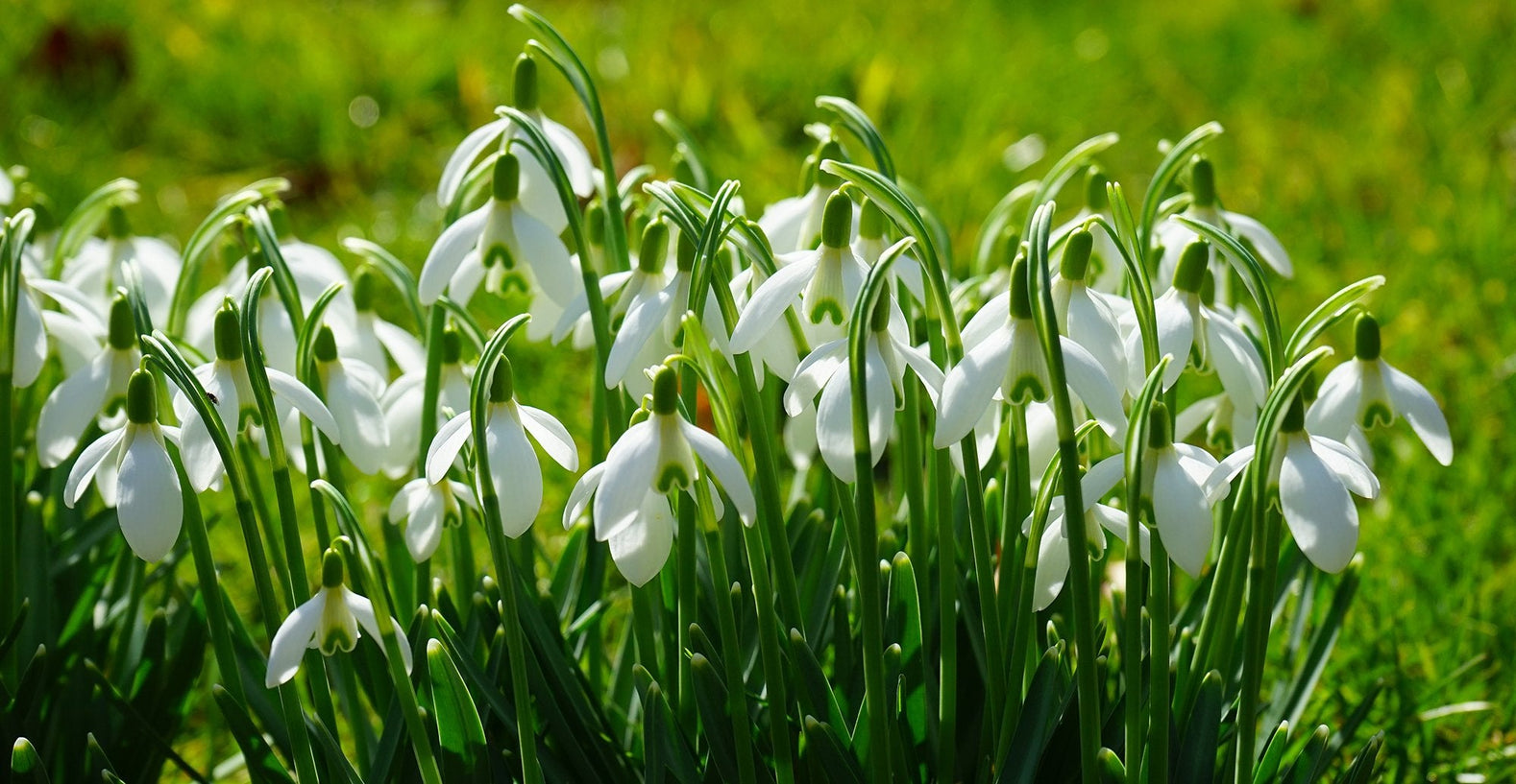 How to grow Galanthus (Snowdrops) | DutchGrown™