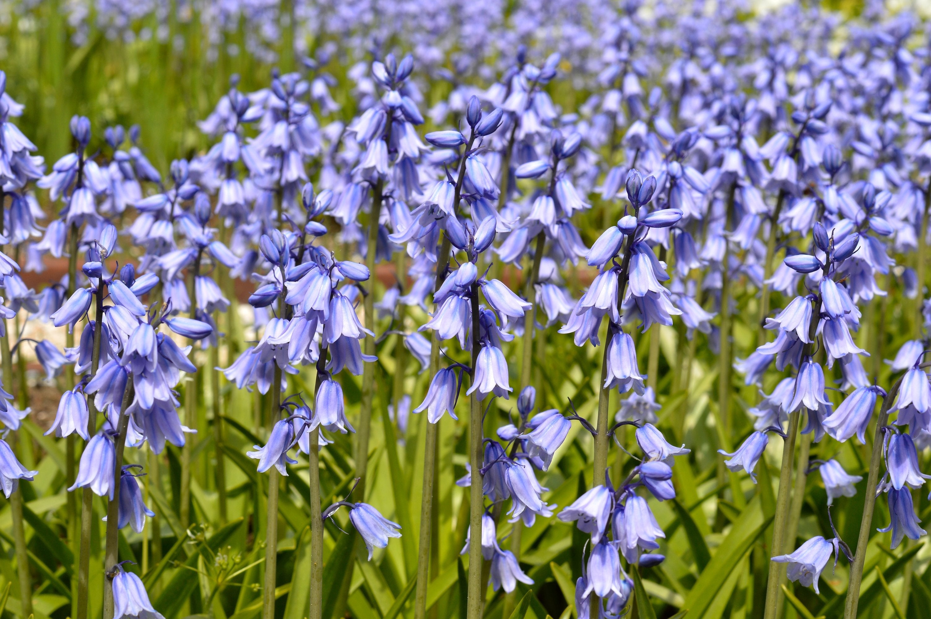 How to Grow Hyacinthoides (Spanish Bluebell) | DutchGrown™