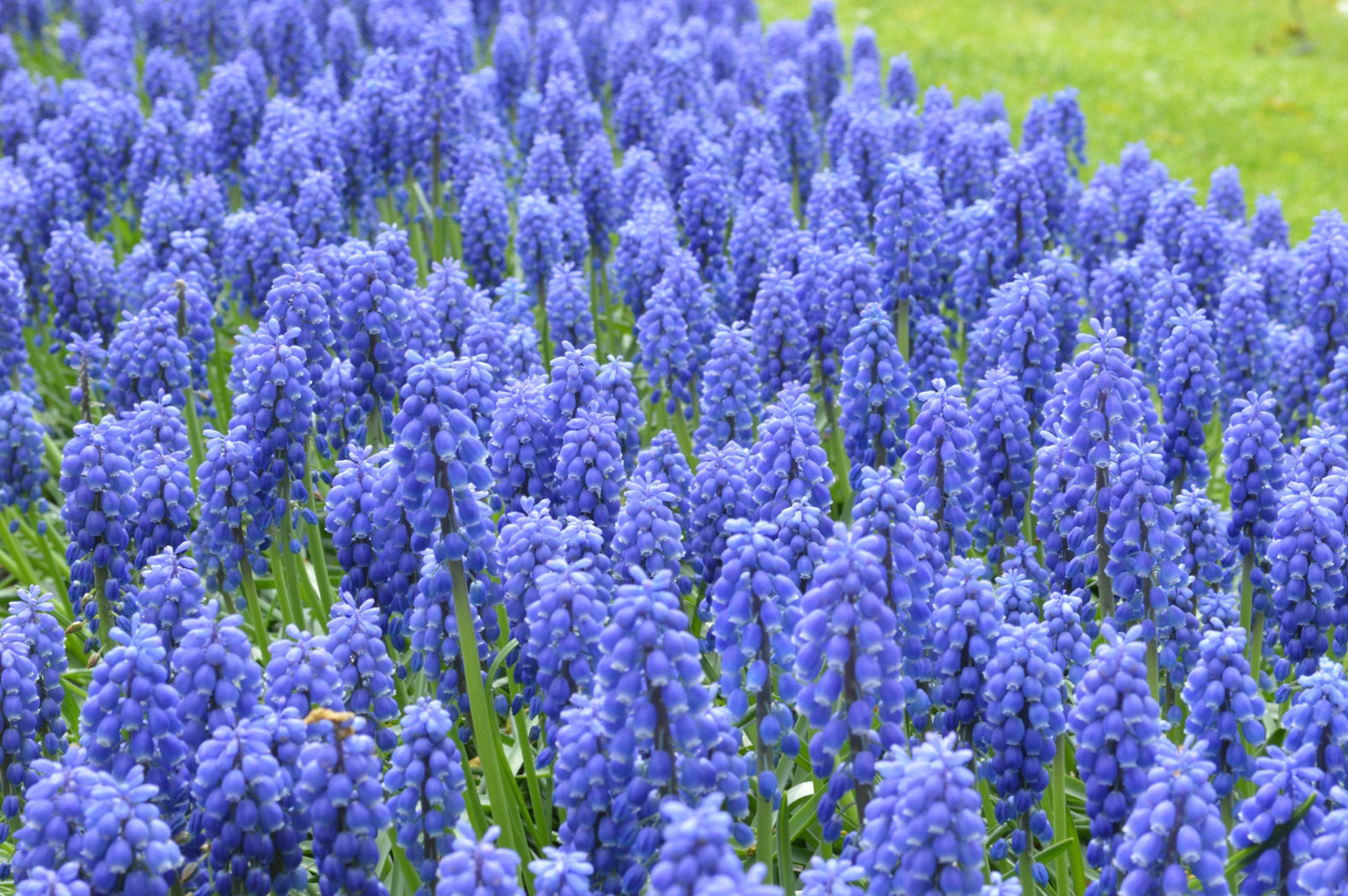 How to grow Muscari (Grape Hyacinths) | DutchGrown™