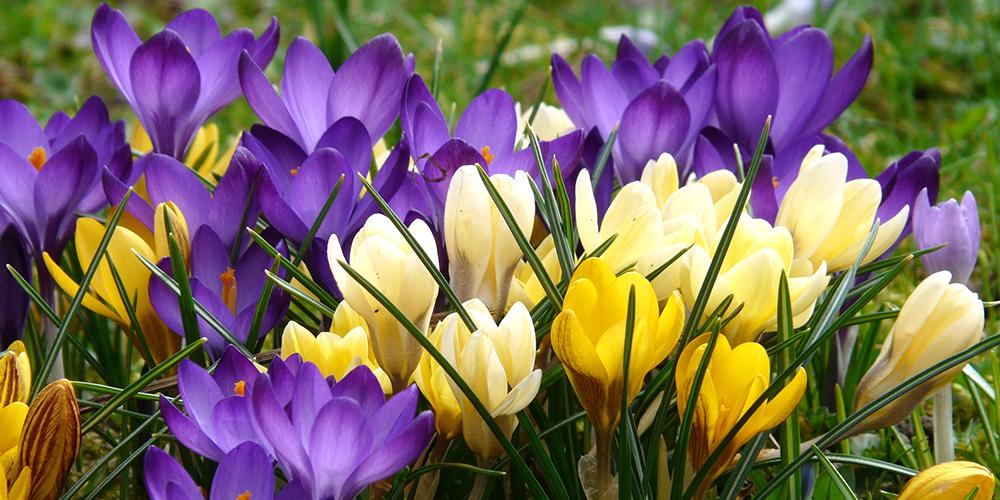 How to grow Crocus Bulbs | DutchGrown™