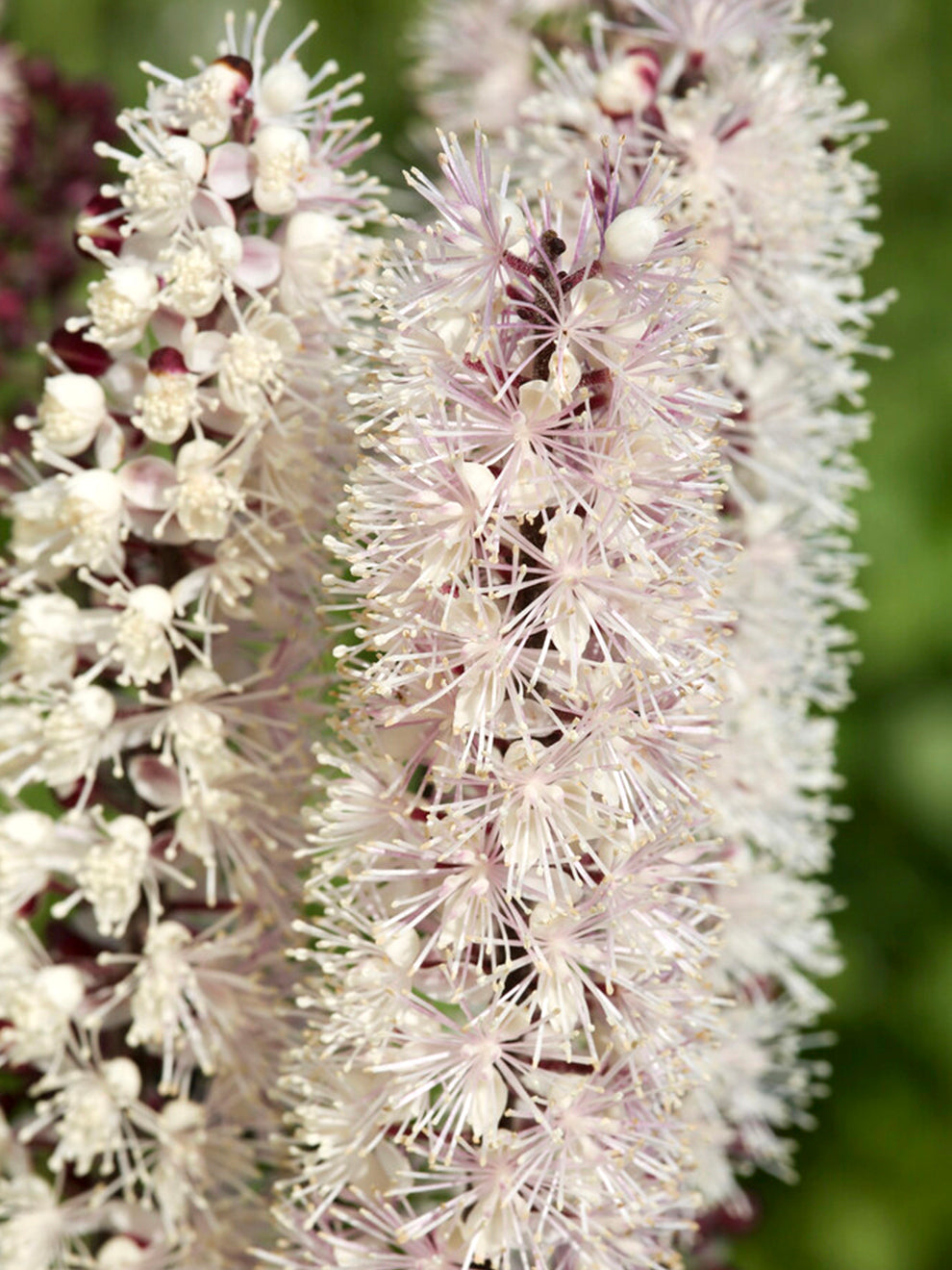 Actaea (Zilverkaars) - Vaste planten Bestellen - DutchGrown