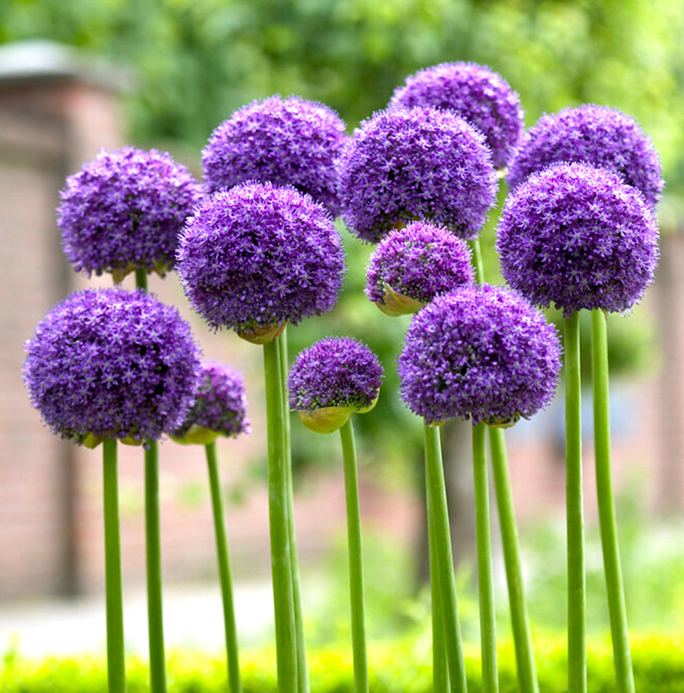 Allium Bollen - Bloembollen Kopen | DutchGrown™