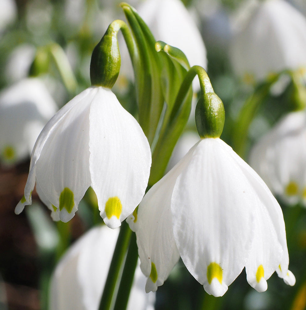 Leucojum Bollen (Lenteklokje) - Bloembollen Kopen | DutchGrown™
