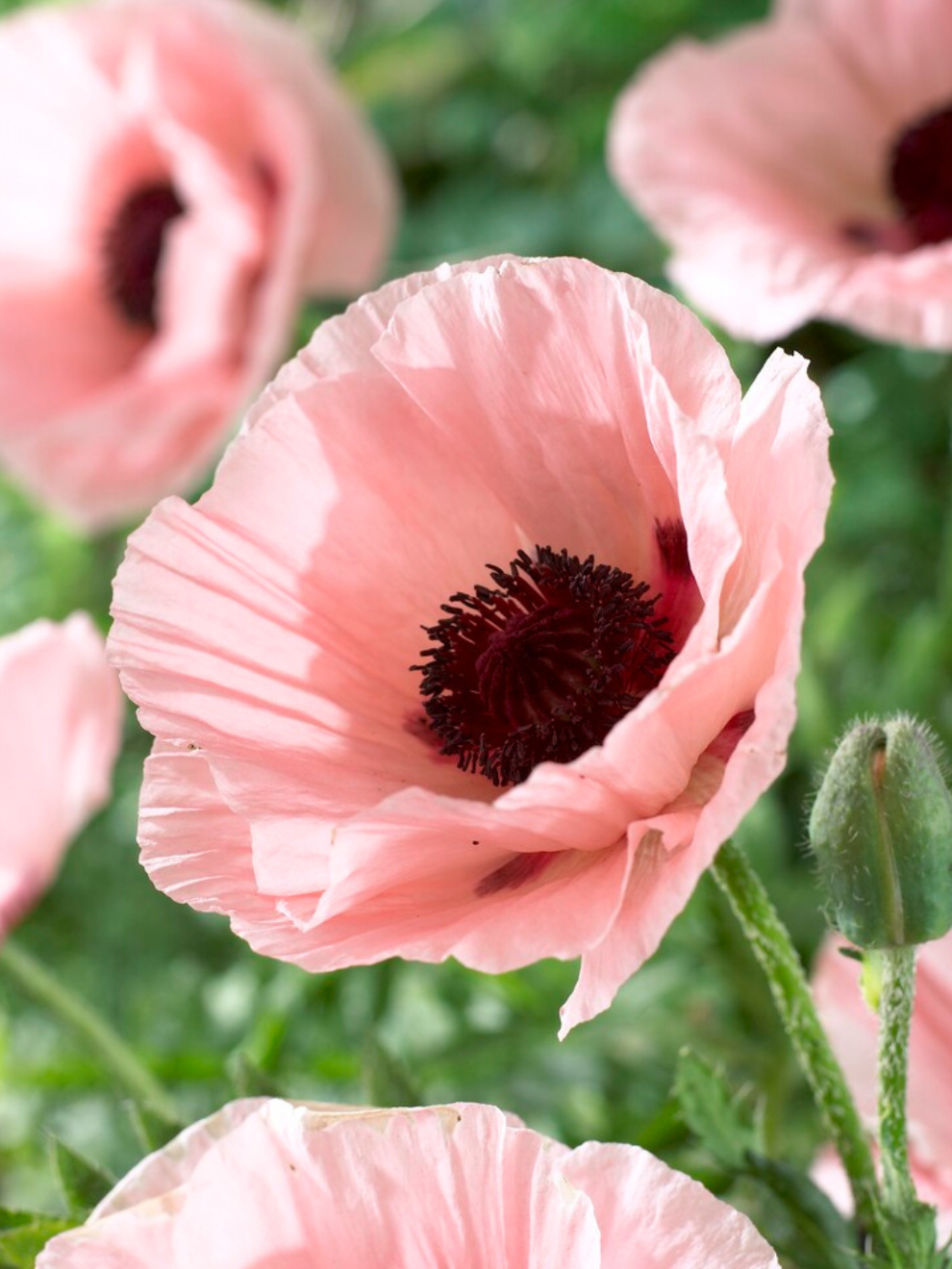 Oosterse klaproos (Papaver) Planten Online Bestellen