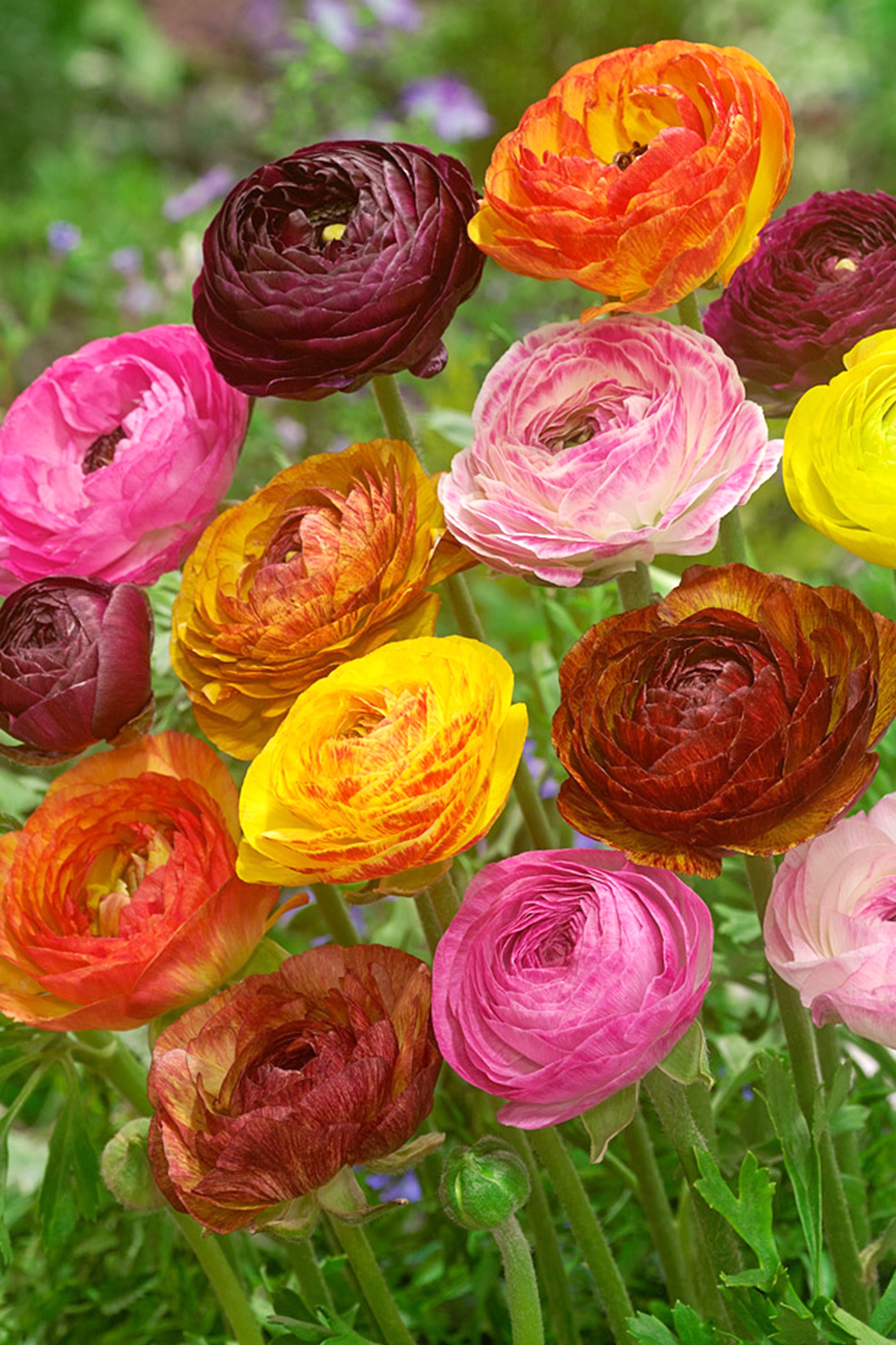 Ranunculus - Zomerbloeiers online kopen - Ranonkel bloembollen