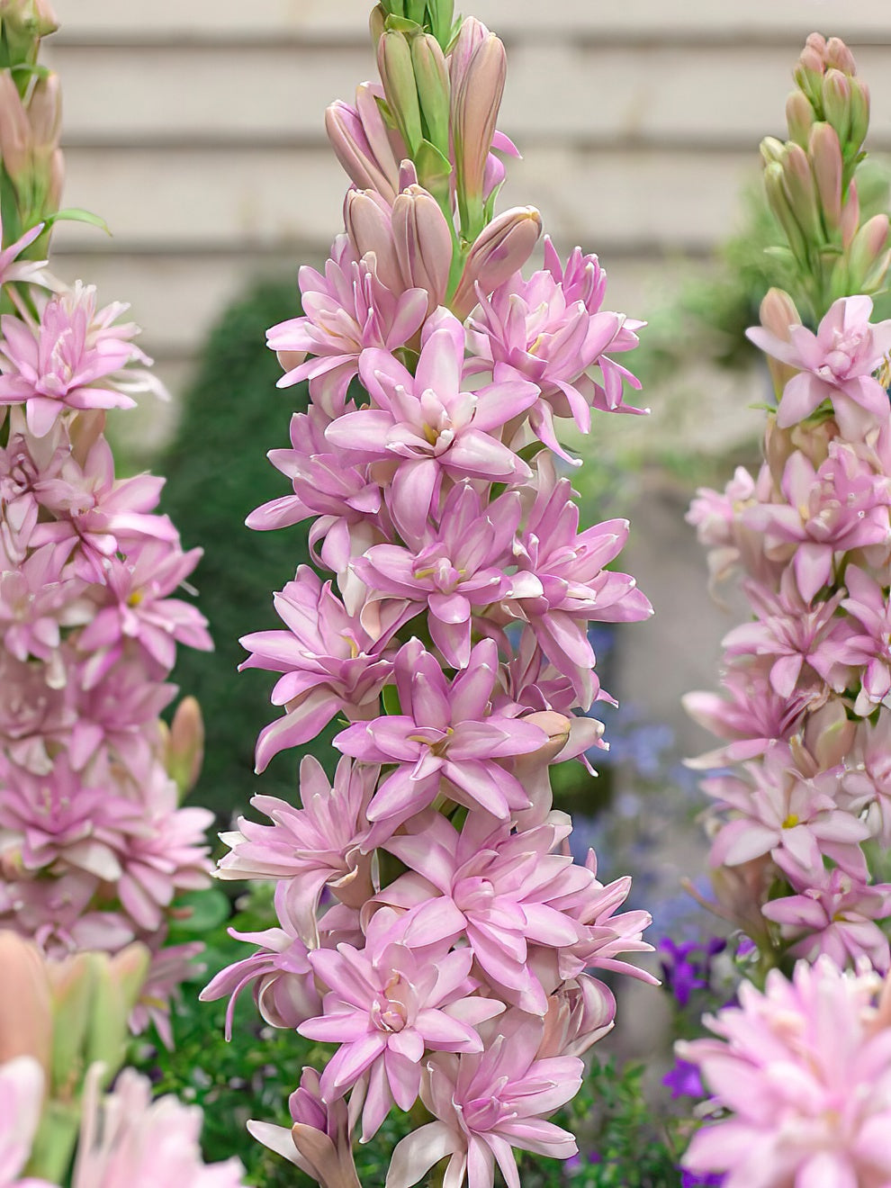 Polianthes (Tuberoos) bloembollen online bestellen | DutchGrown™