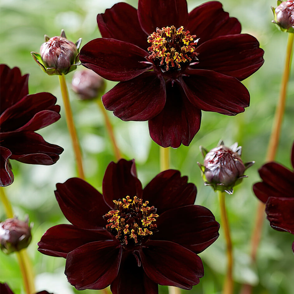 Zomerbloeiers - Bloembollen en Vaste Planten kopen | DutchGrown.nl