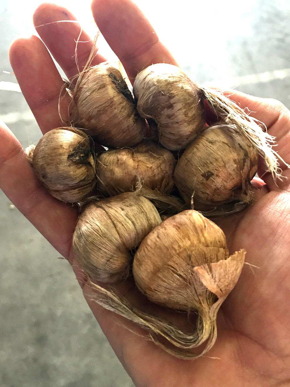 Saffraankrokus bestellen? | Krokus Sativus Bollen | DutchGrown™
