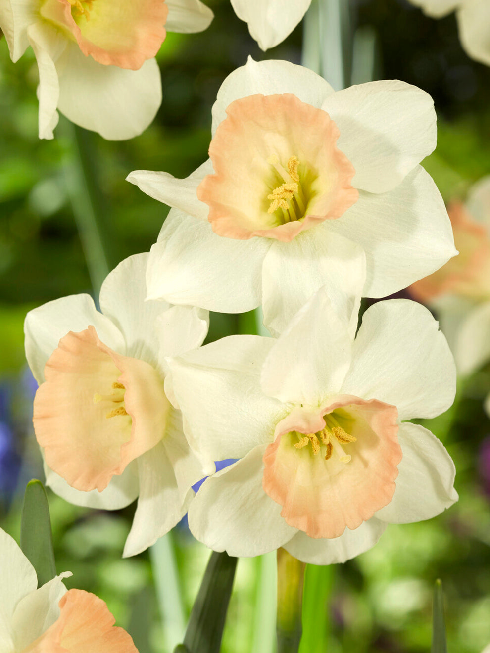 Mini-narcis Cosmopolitan | Crème en koraal | DutchGrown™