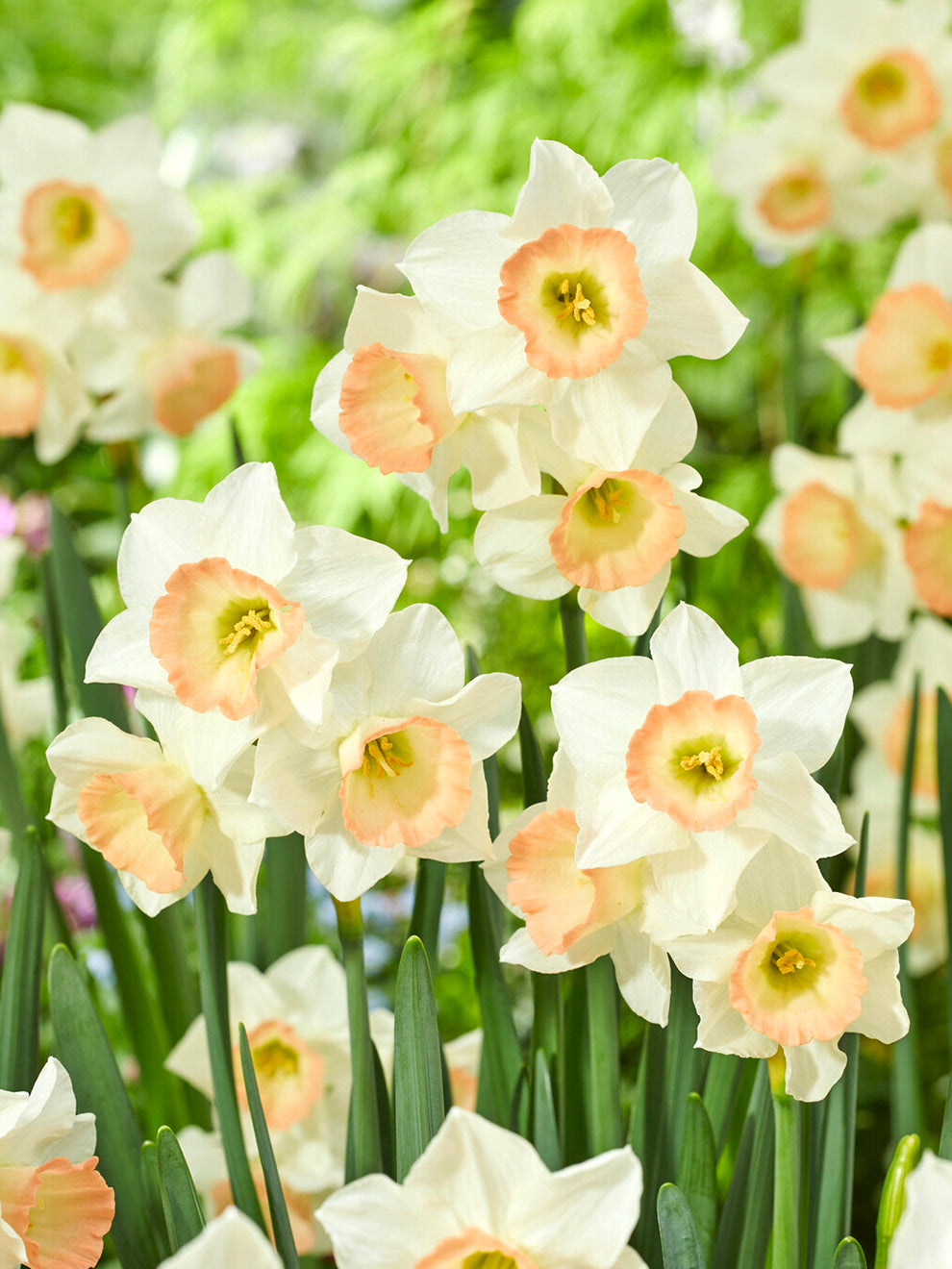 Mini-narcis Cosmopolitan | Crème en koraal | DutchGrown™