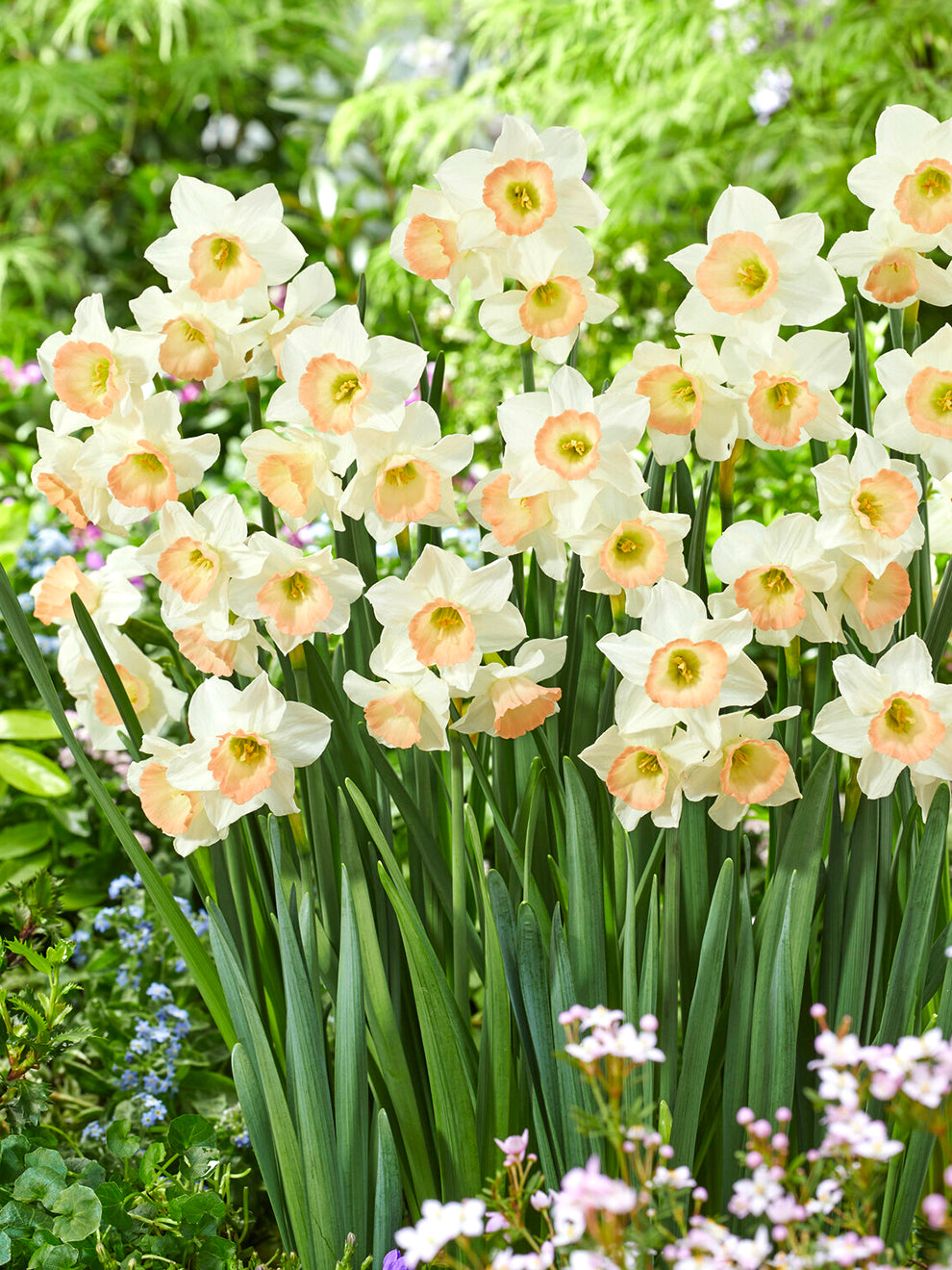 Mini-narcis Cosmopolitan | Crème en koraal | DutchGrown™