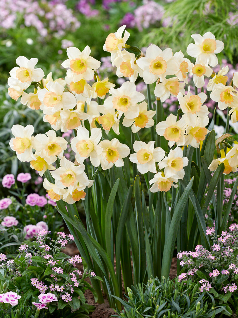 Mini-narcis Cosmopolitan | Crème en koraal | DutchGrown™