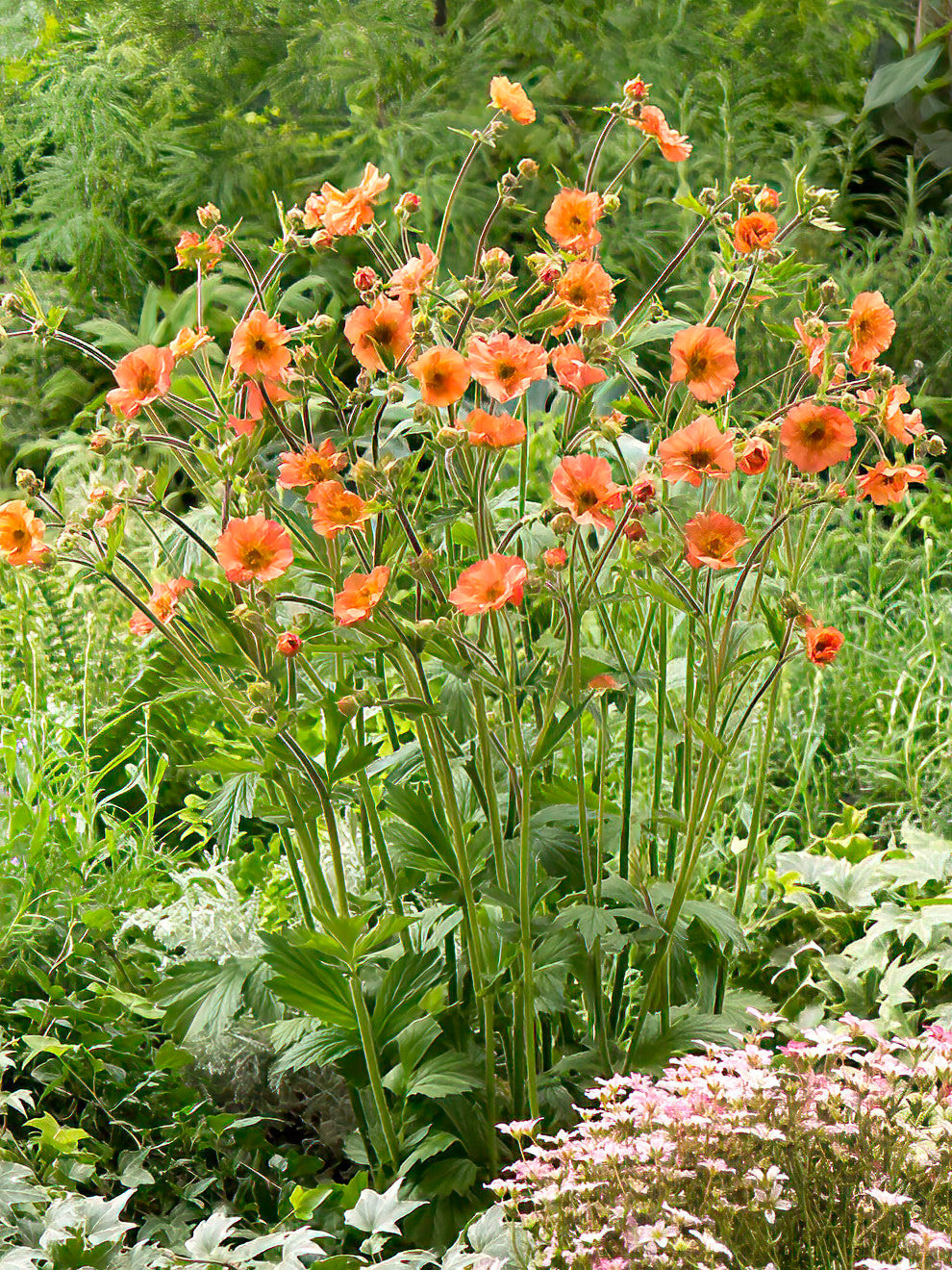 Geum 'Totally Tangerine' Kopen | Nagelkruid | DutchGrown