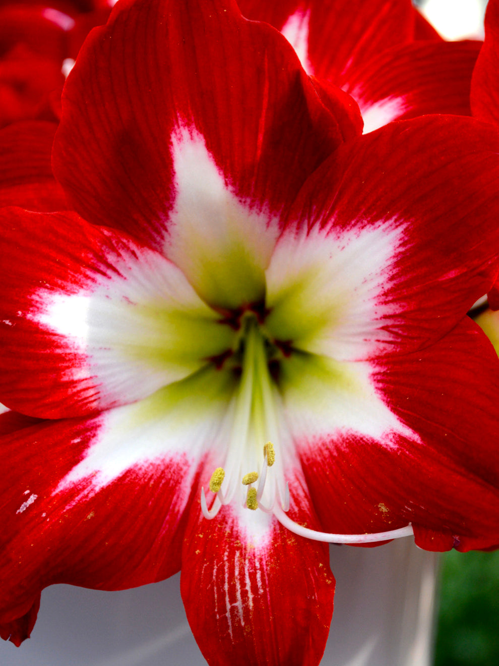 Jumbo Amaryllis Bollen - Tres Chic | DutchGrown™