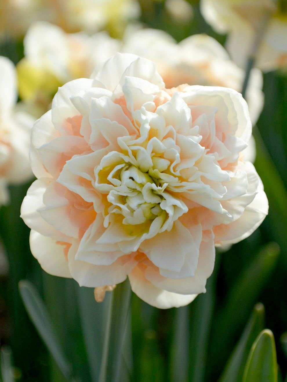 Narcis 'Pom Pom Rose' - Narcissenbollen Bestellen | DutchGrown™