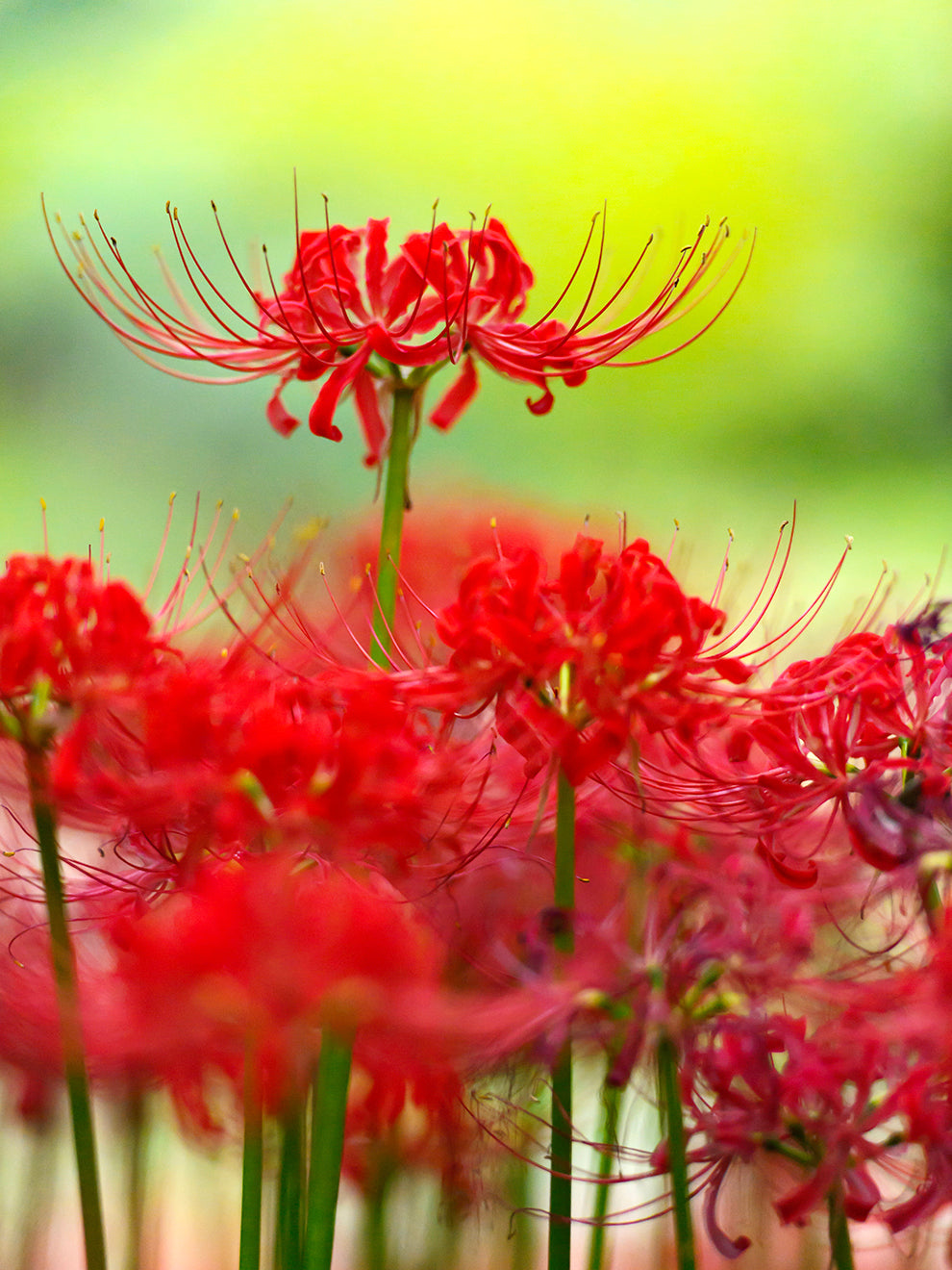 De rode Spinlelie! (Lycoris radiata) bollen | DutchGrown™