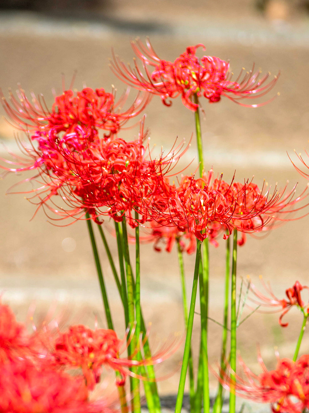 De rode Spinlelie! (Lycoris radiata) bollen | DutchGrown™