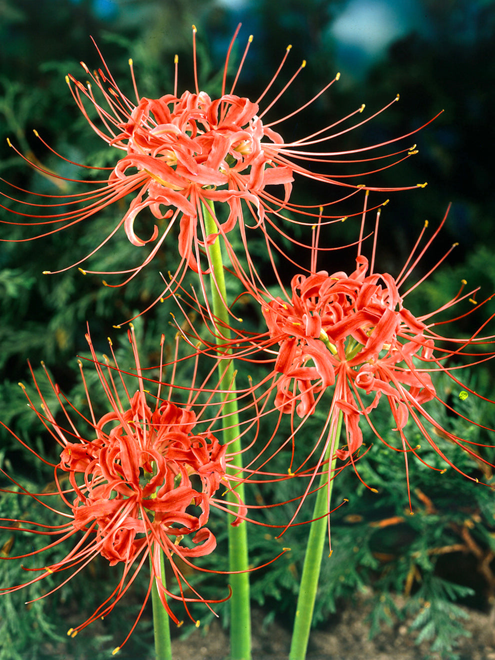 De rode Spinlelie! (Lycoris radiata) bollen | DutchGrown™