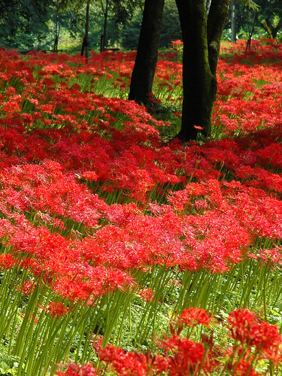 De rode Spinlelie! (Lycoris radiata) bollen | DutchGrown™