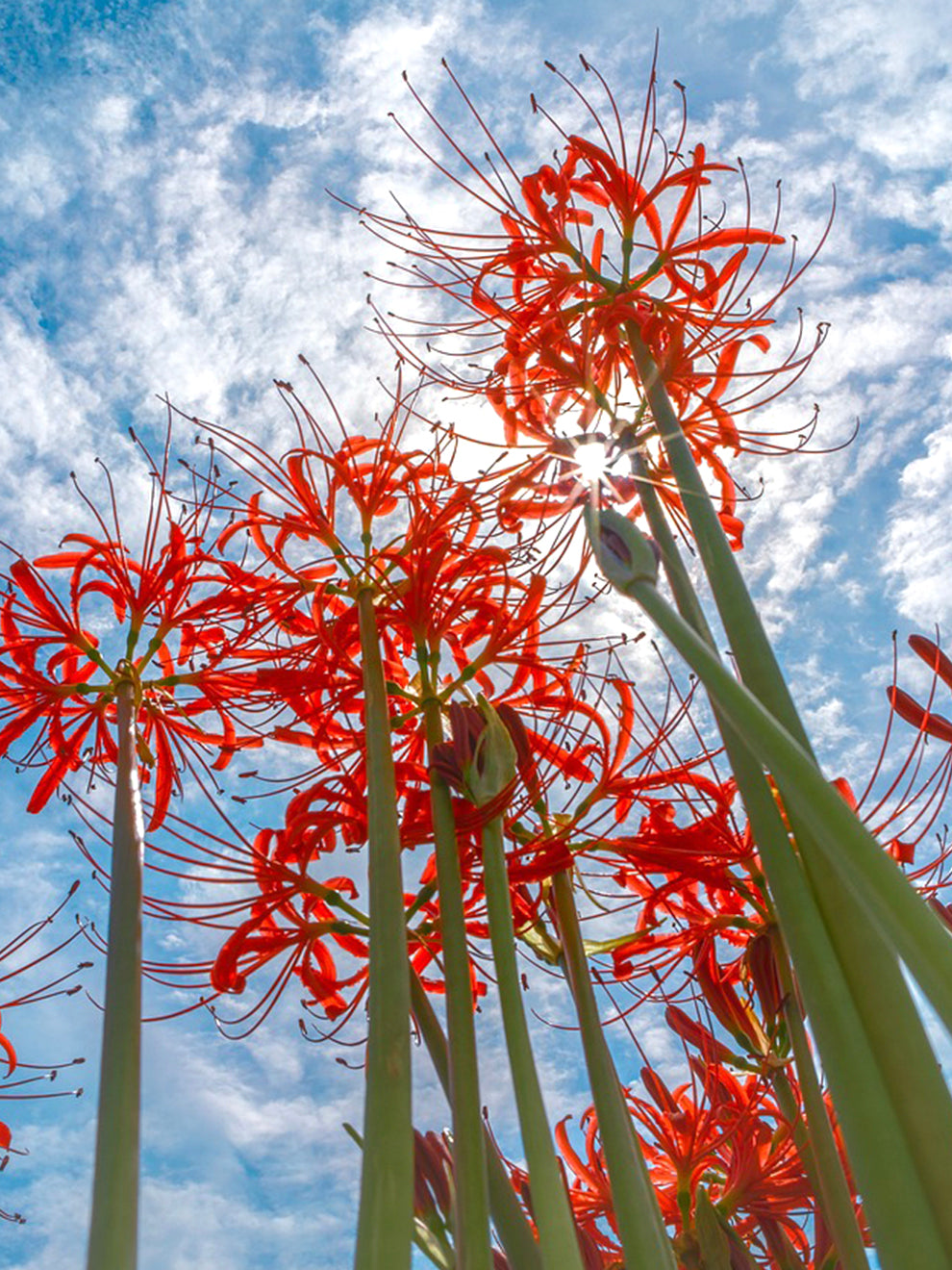 De rode Spinlelie! (Lycoris radiata) bollen | DutchGrown™