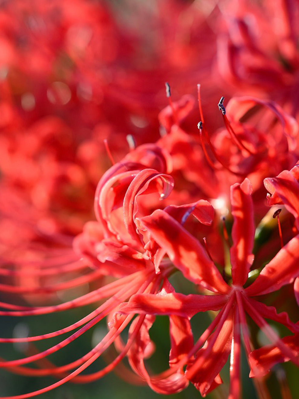 De rode Spinlelie! (Lycoris radiata) bollen | DutchGrown™