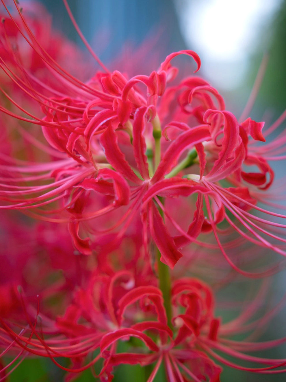 De rode Spinlelie! (Lycoris radiata) bollen | DutchGrown™